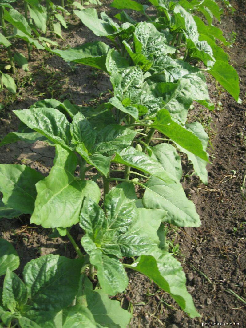 Slunečnice roční (Helianthus annuus) | Pestujeme-cs.com